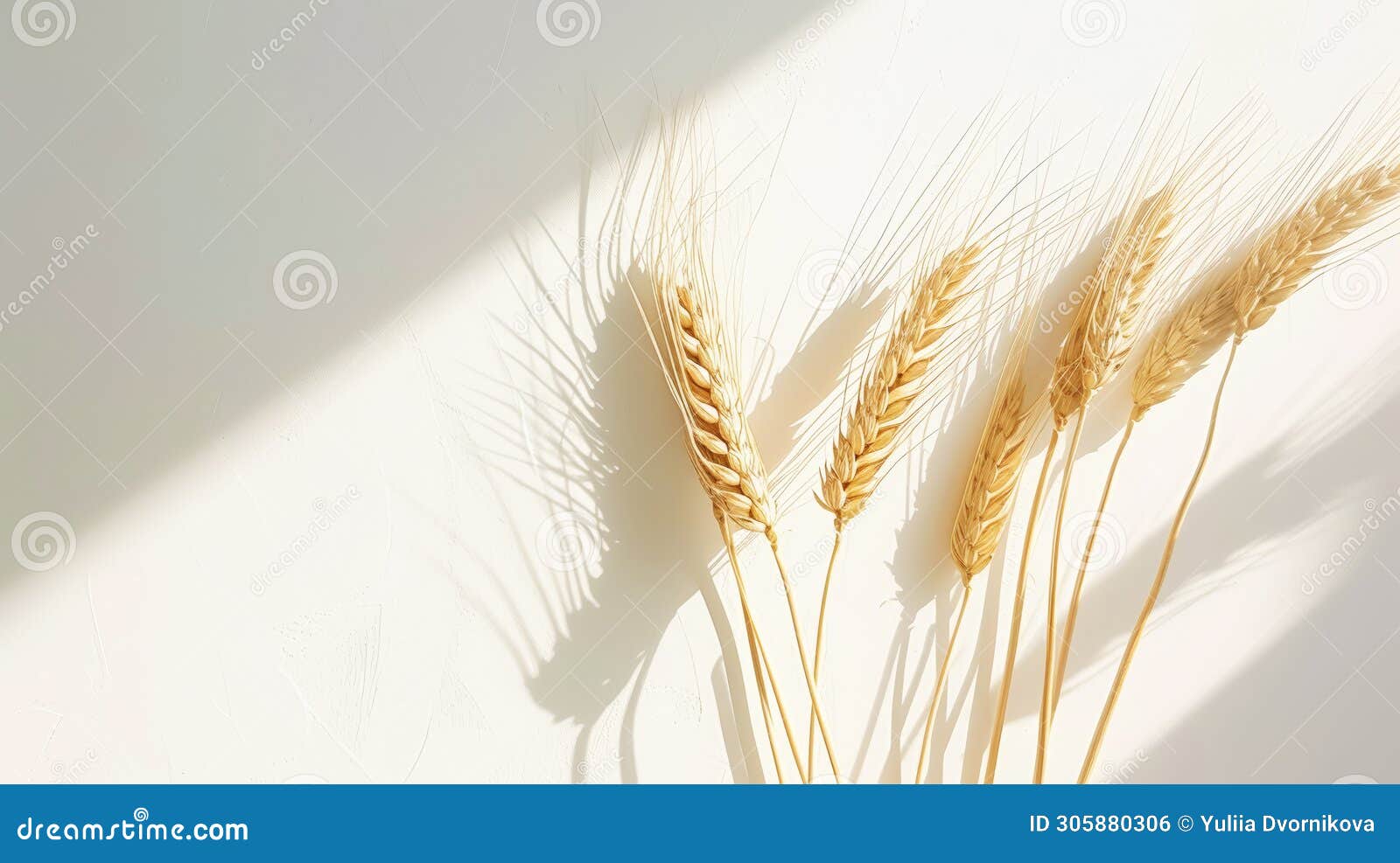 Minimalist Elegant Composition of Wheat. Light Background, Strong ...