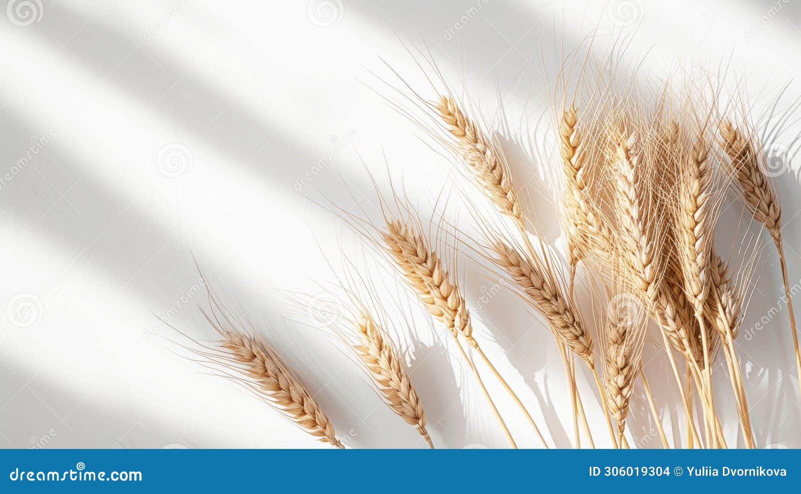 Minimalist Elegant Watercolor Composition Of Wheat Ripe Ear. Light ...