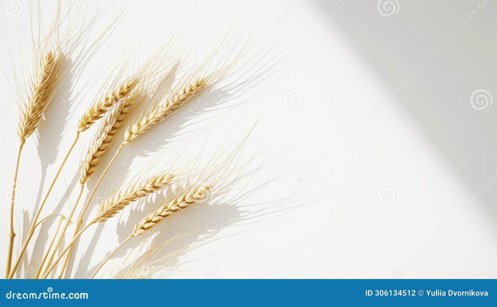 Minimalist Elegant Composition of Wheat. Light Background, Strong Shadows. Aesthetic Wedding ...