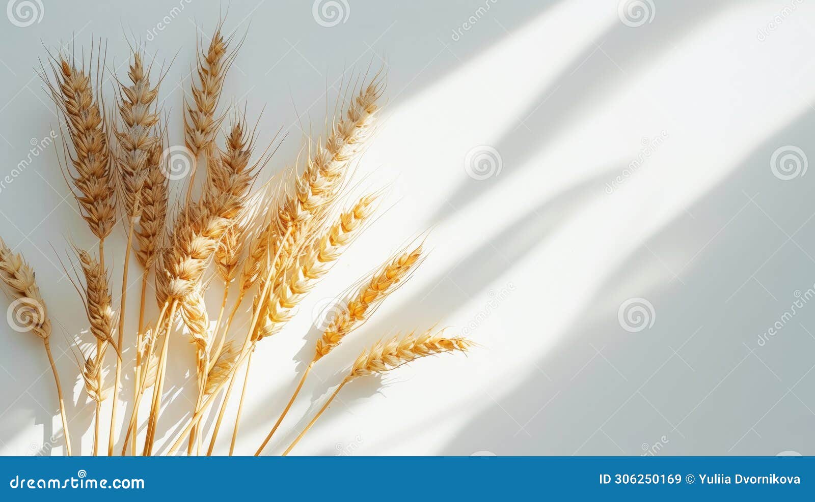 Minimalist Elegant Composition of Wheat. Light Background, Strong Shadows. Aesthetic Wedding ...