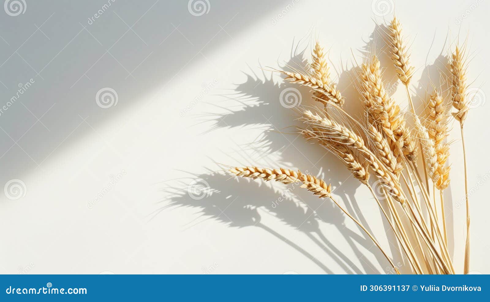 Minimalist Elegant Watercolor Composition Of Wheat Ripe Ear. Light ...