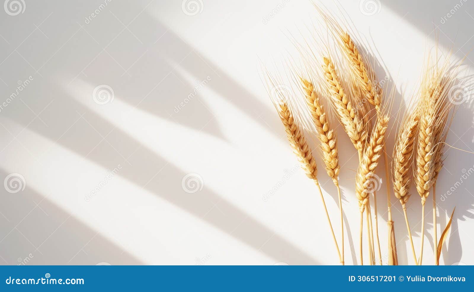 Minimalist Elegant Composition of Wheat. Light Background, Strong ...