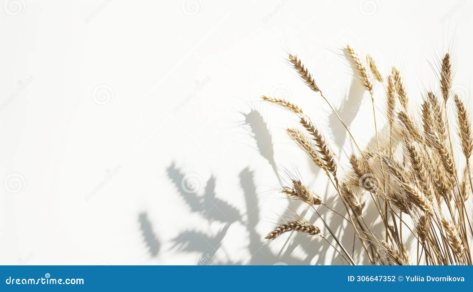 Minimalist Elegant Composition of Wheat. Light Background, Strong ...