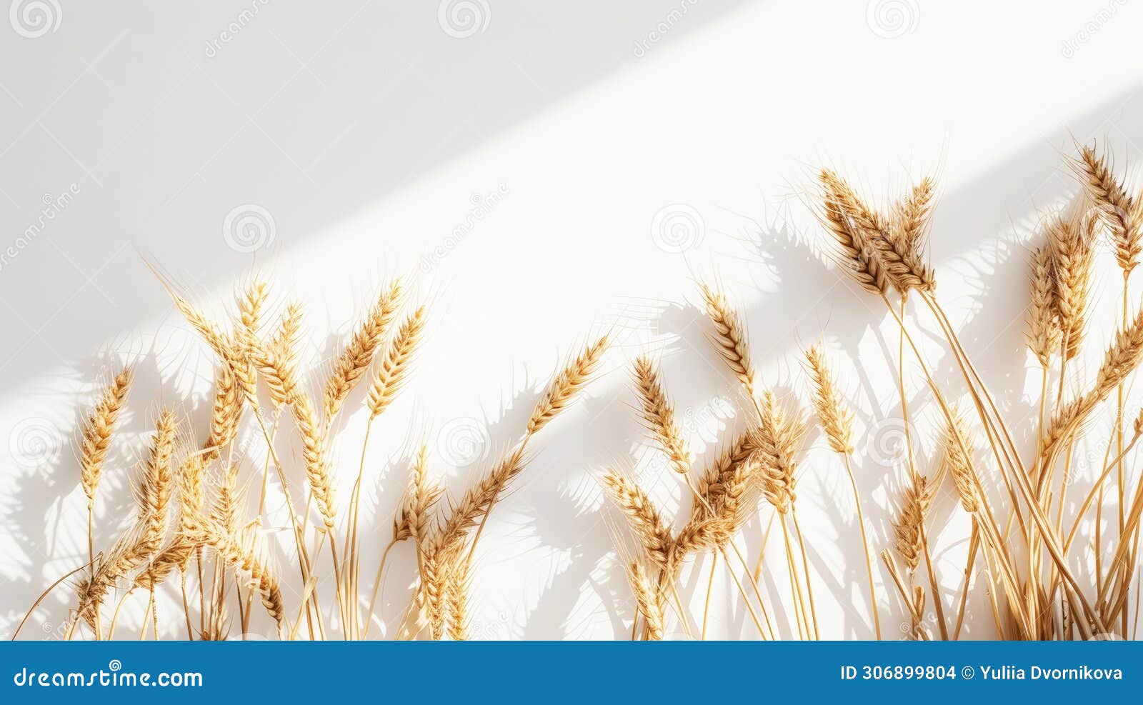 Minimalist Elegant Composition of Wheat. Light Background, Strong ...