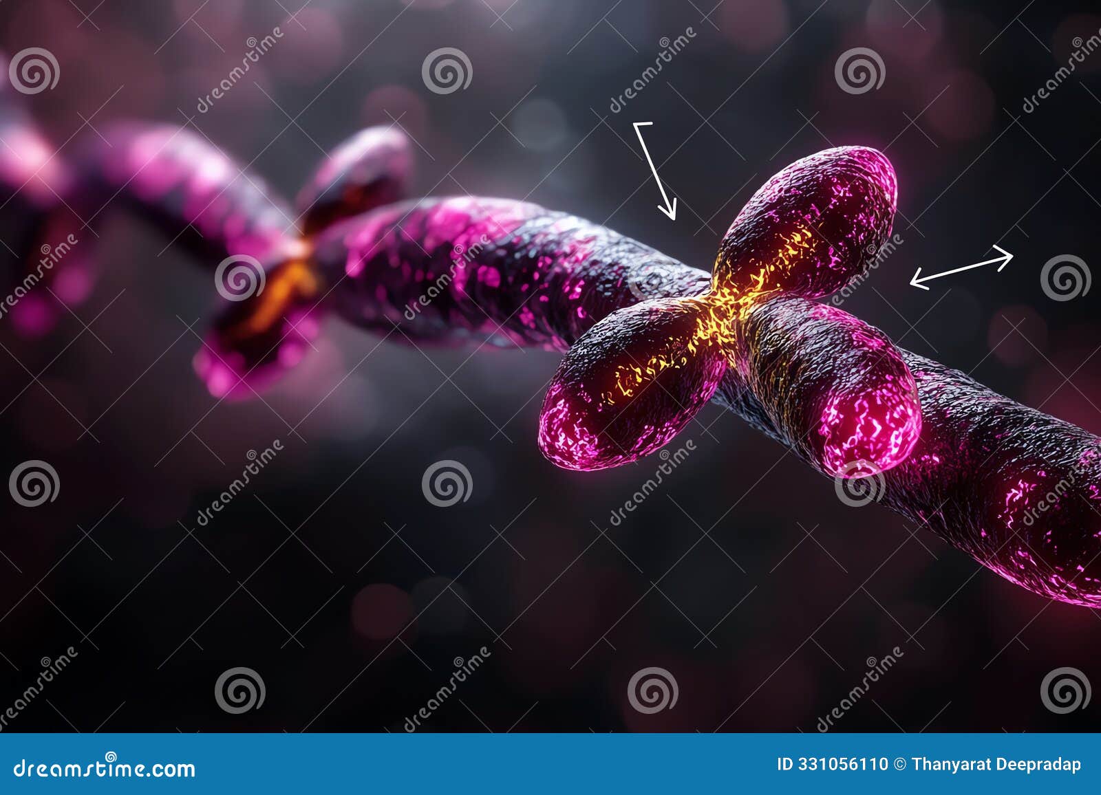 A Minimalist Image of a Single Gene on a Chromosome, with a Simple ...