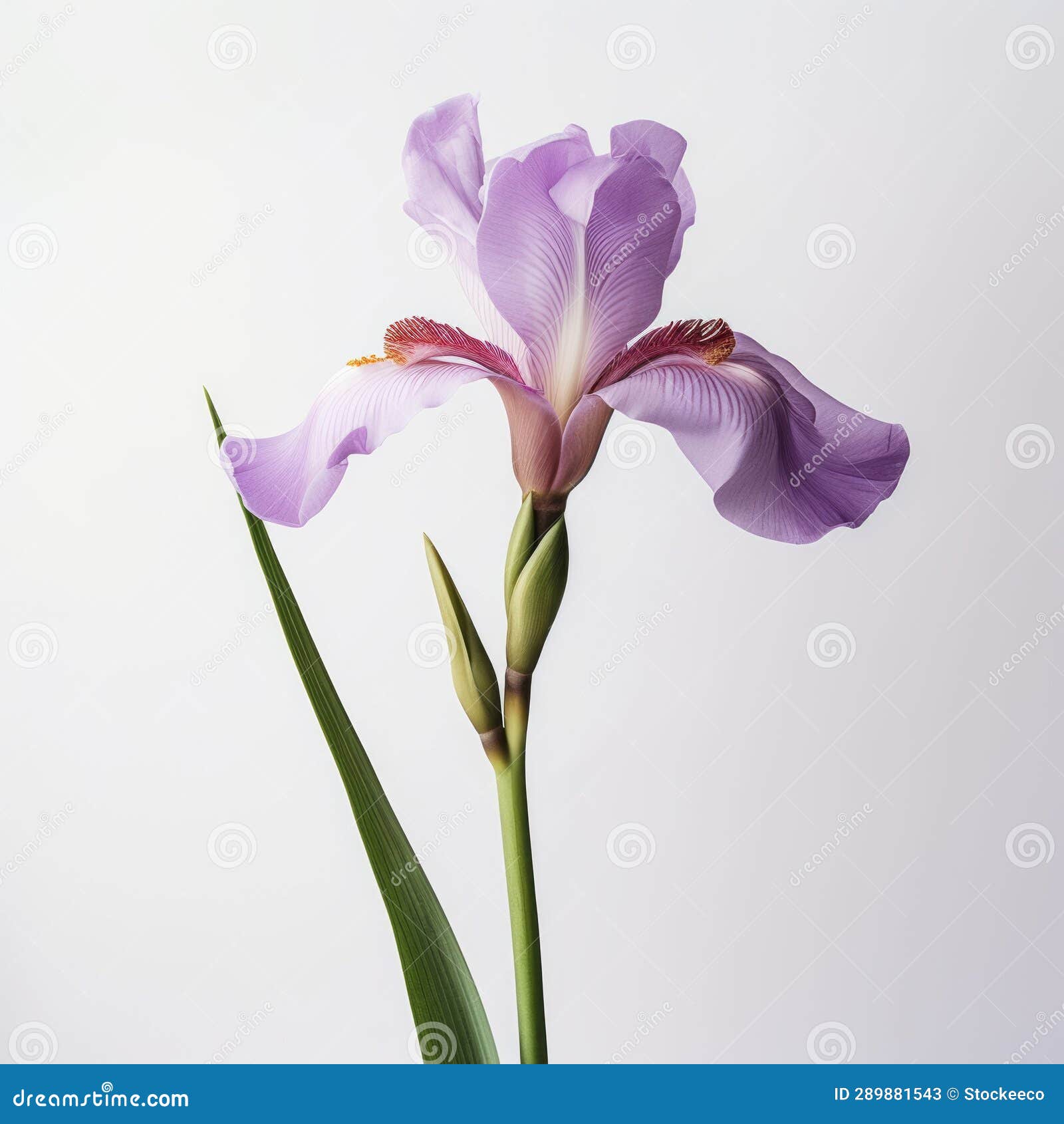 Minimalist Iris: Simple and Beautiful Flower on White Background Stock ...