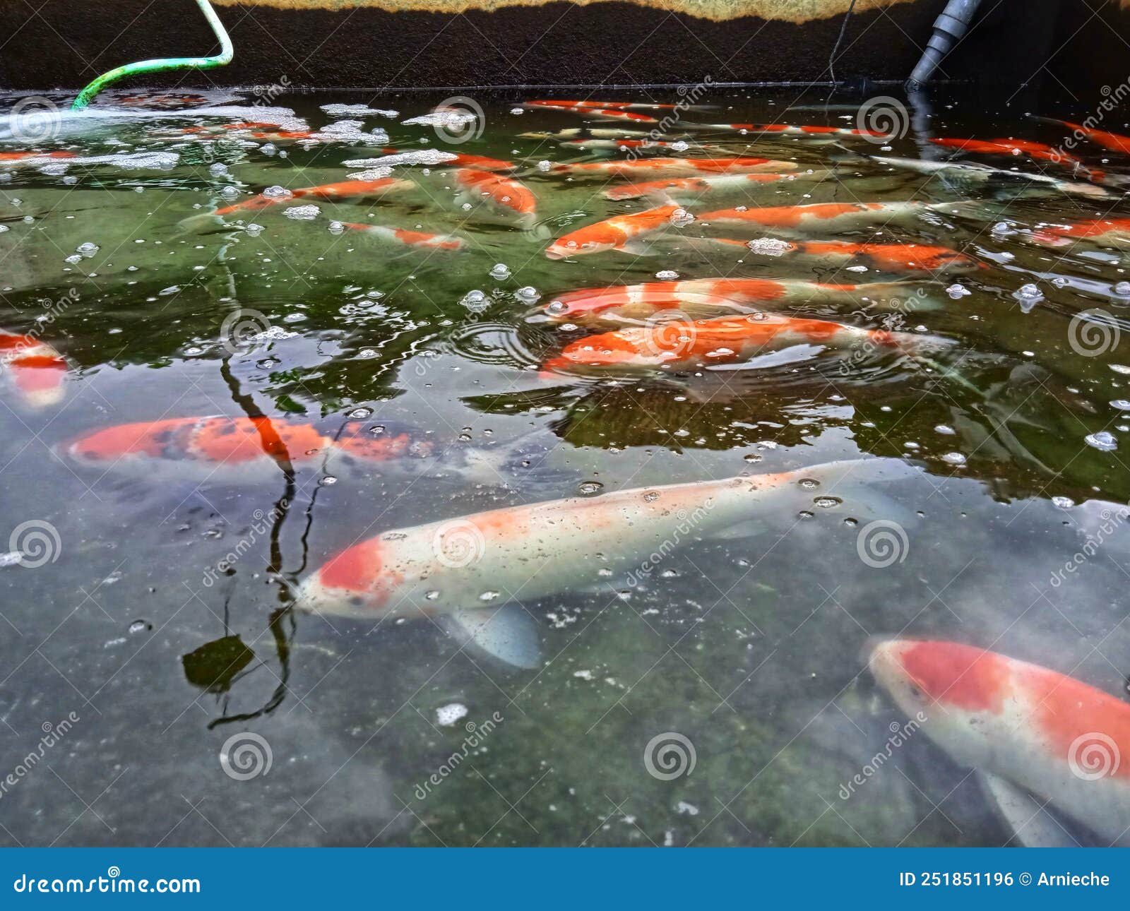 Mossy Carp Pond, Takachiho, Miyazaki, Japan Royalty-Free Stock Photo ...