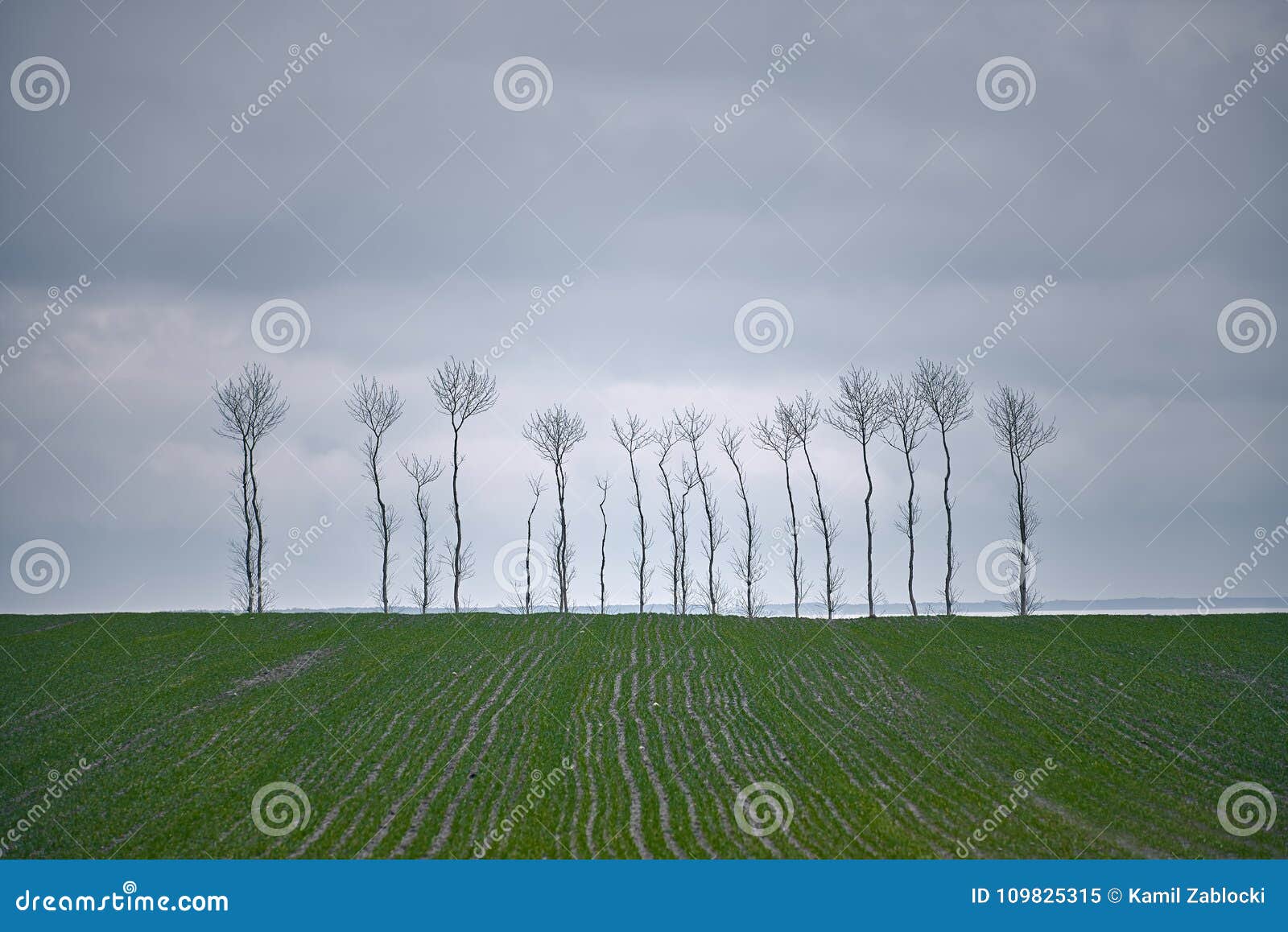 Minimalist Landscape. Alone Trees on Green Field Stock Image - Image of ...