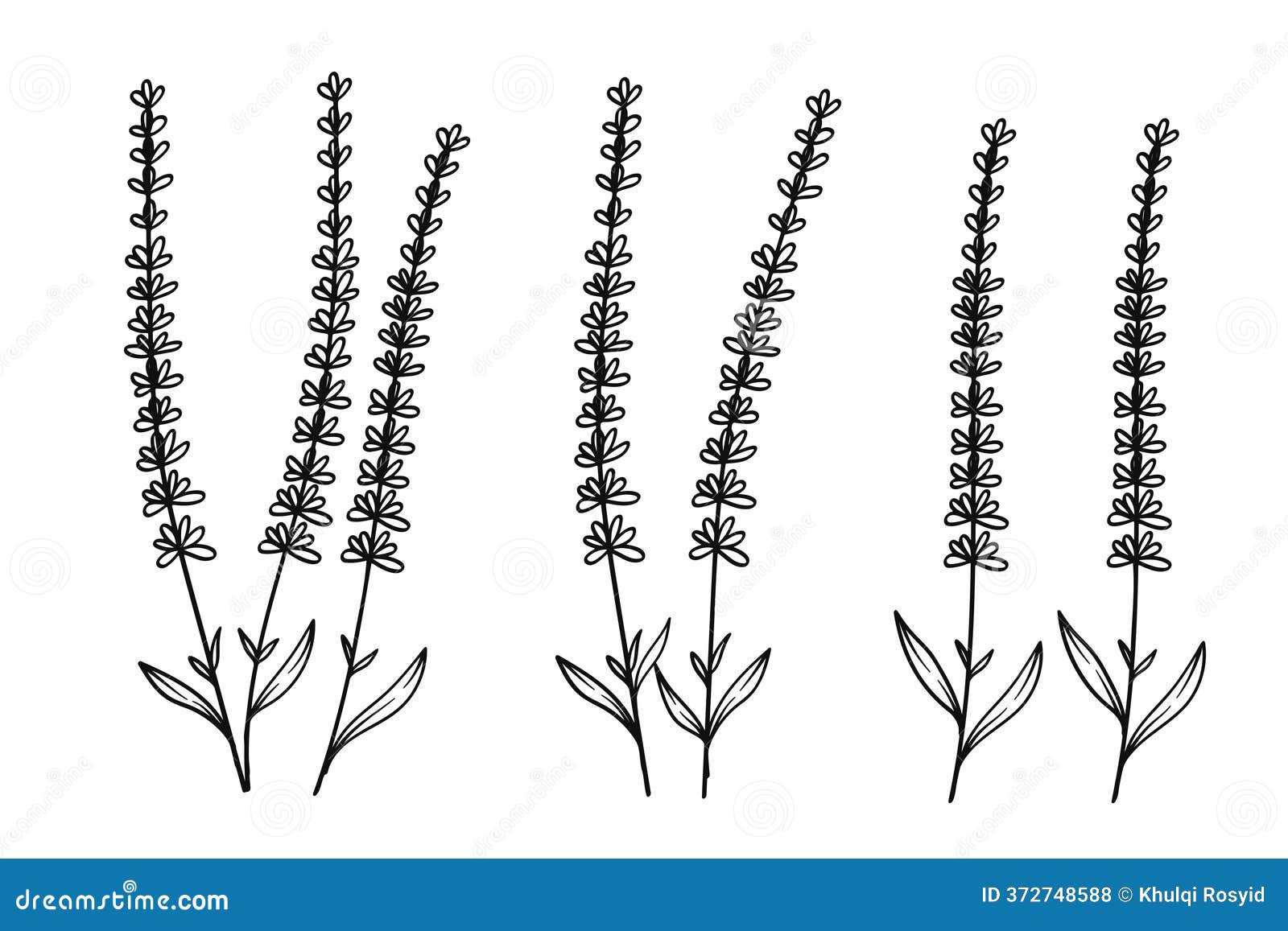 Lavender Line Art. Botanical Background Trendy Minimalist Lavender ...