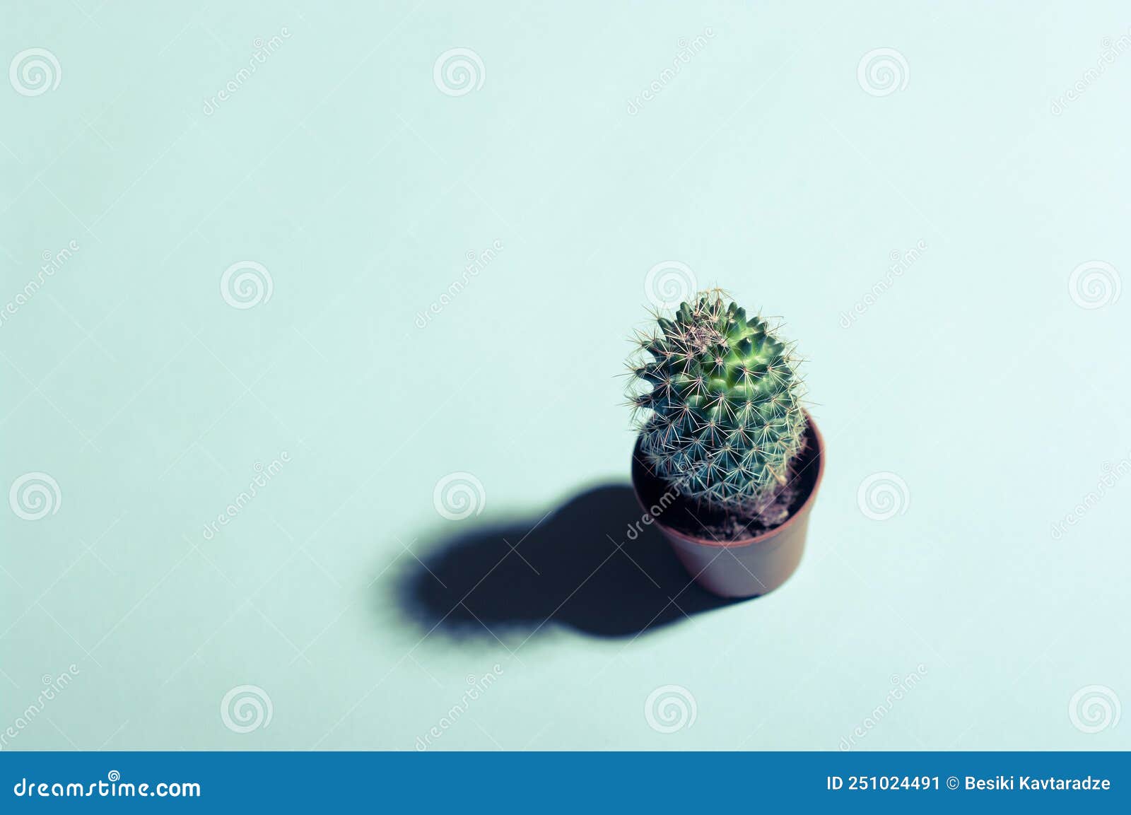 Cactus on blue backgorund stock image. Image of copy - 251024491