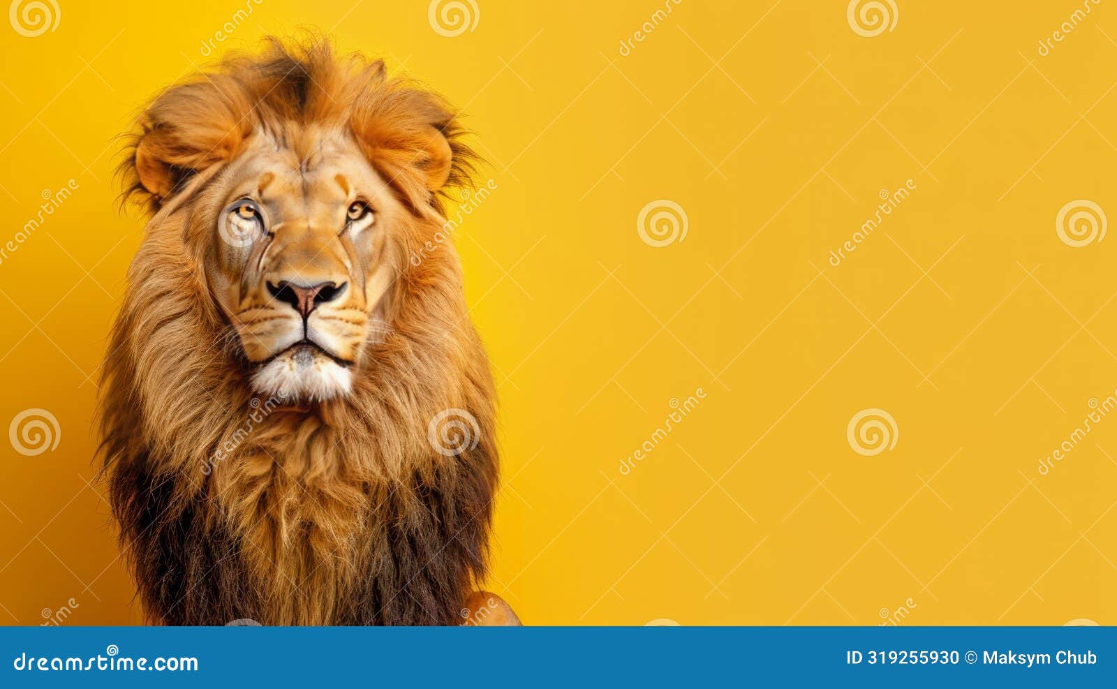 Minimalist Lion Portrait Dynamic Turn on Yellow Backdrop with Dramatic ...