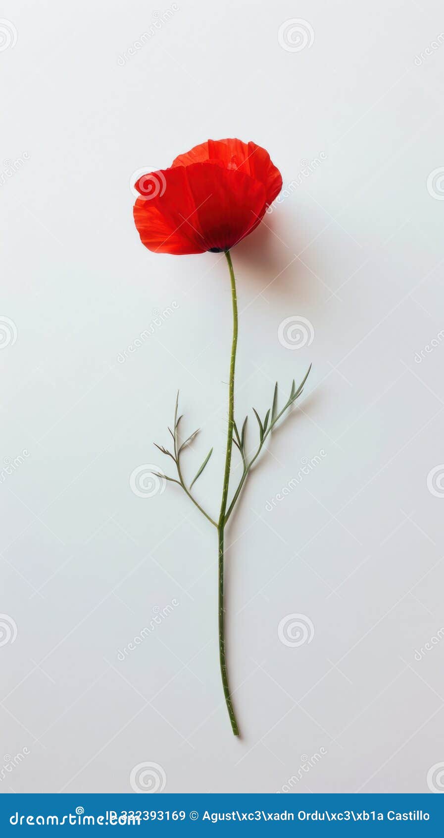 Minimalist Red Flower on a White Background Stock Image - Image of ...