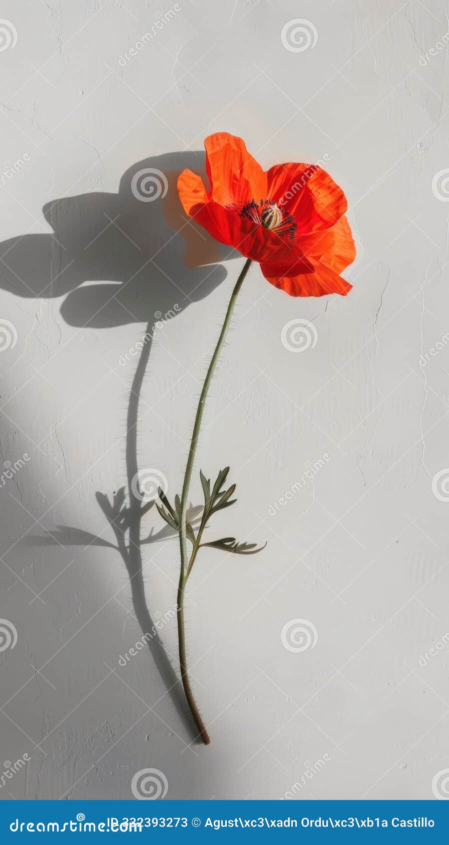 Minimalist Red Flower on a White Background Stock Image - Image of ...