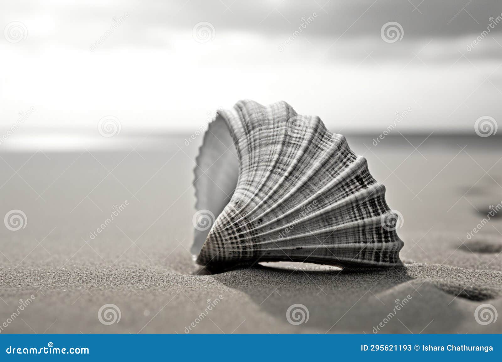 Minimalist Seashell on Sandy Beach, Beautiful Seashell on Beach. Stock ...