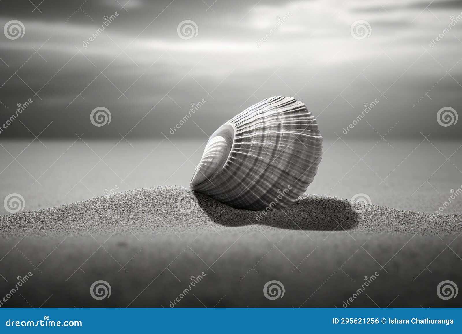Minimalist Seashell on Sandy Beach, Beautiful Seashell on Beach. Stock ...