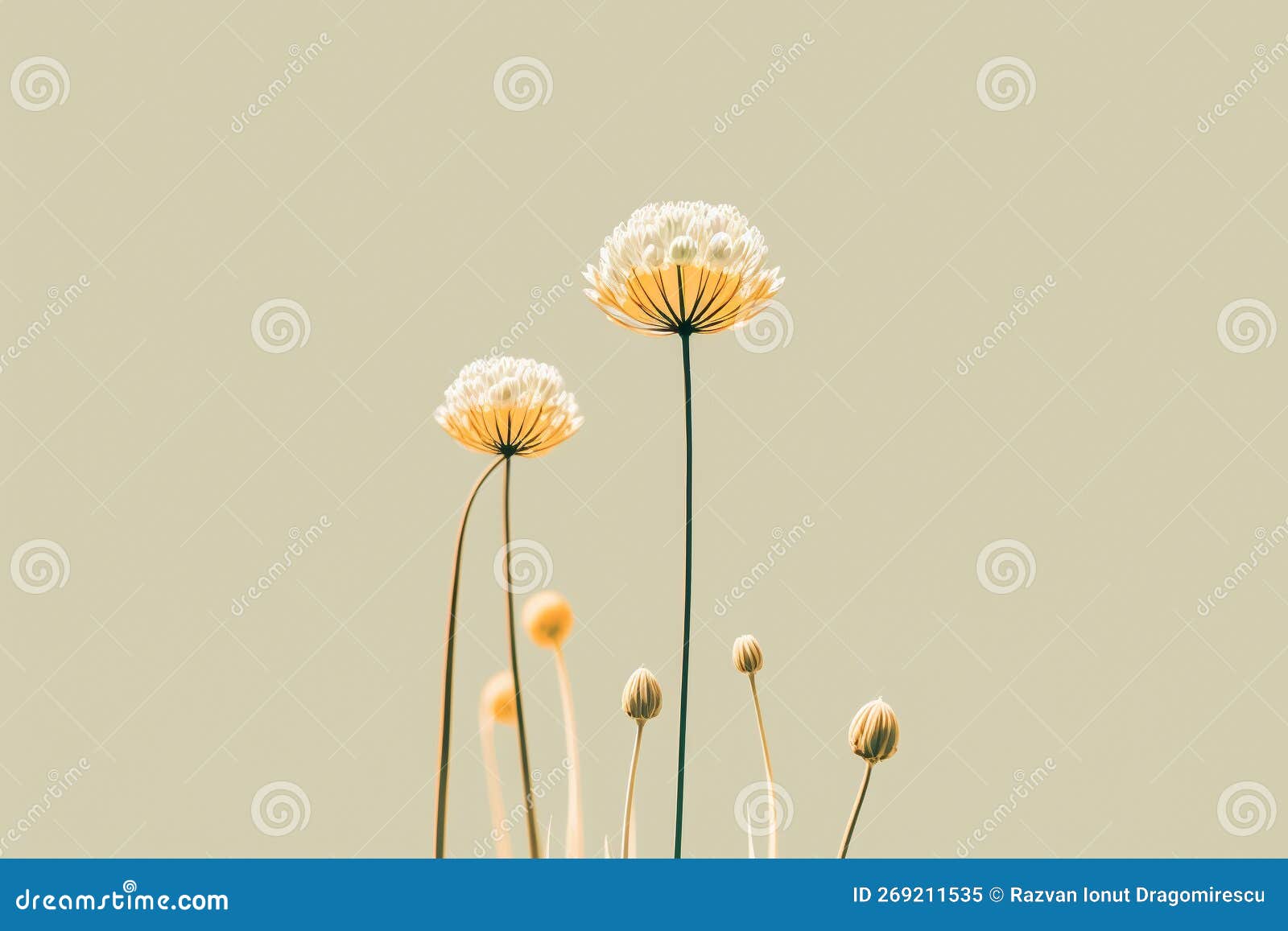 Minimalist Spring Background with Pastel Colors and Springtime Elements ...