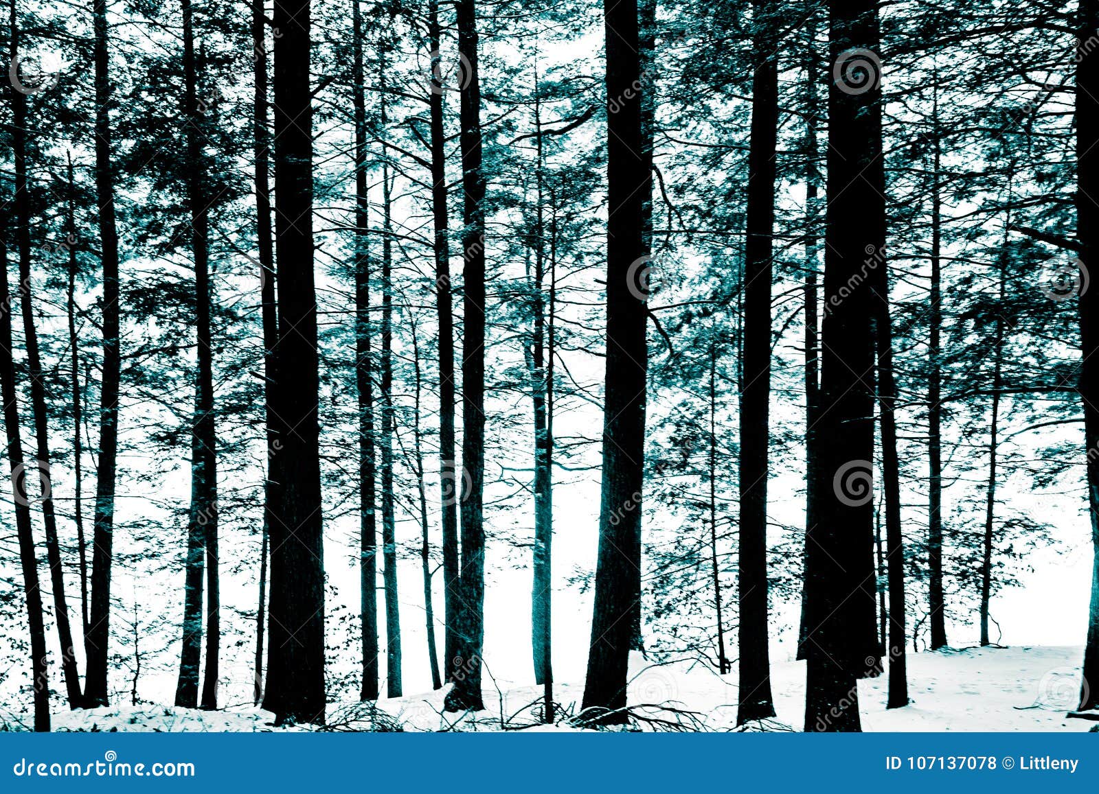 Tree Trunks and Branches in Winter Stock Photo - Image of design ...