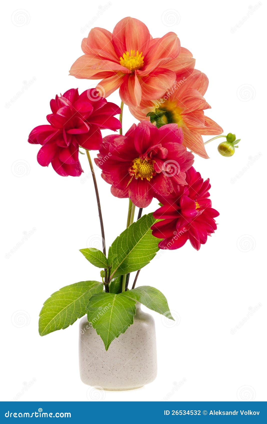 Minimalistic Bouquet - Mini Dahlia Red Flowers Stock Photo - Image of ...