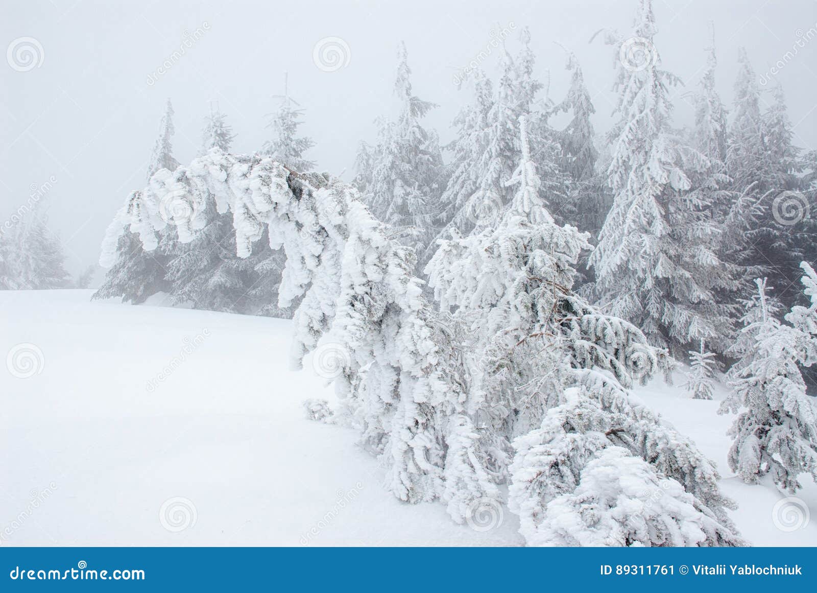 Minimalistic Christmas Trees Under Heavy Snow in Mist Stock Image ...