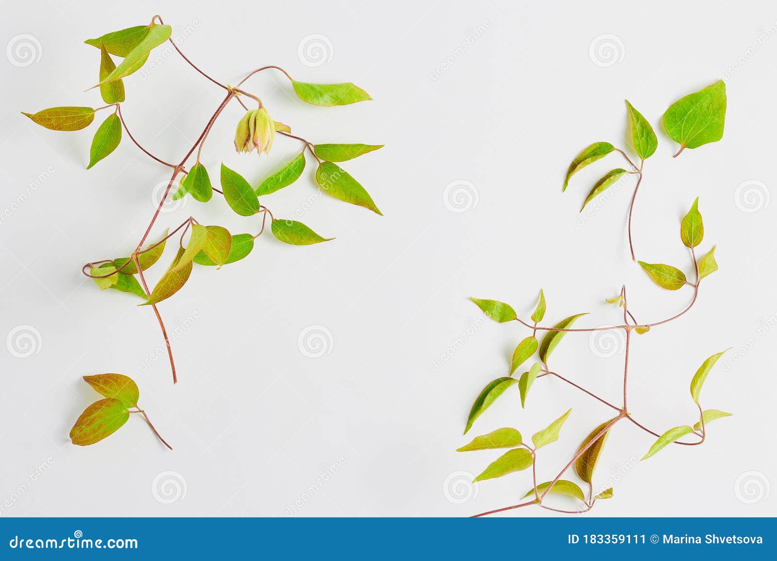 Minimalistic Flower Arrangement. Frame of Climbing Clematis Flowers on ...