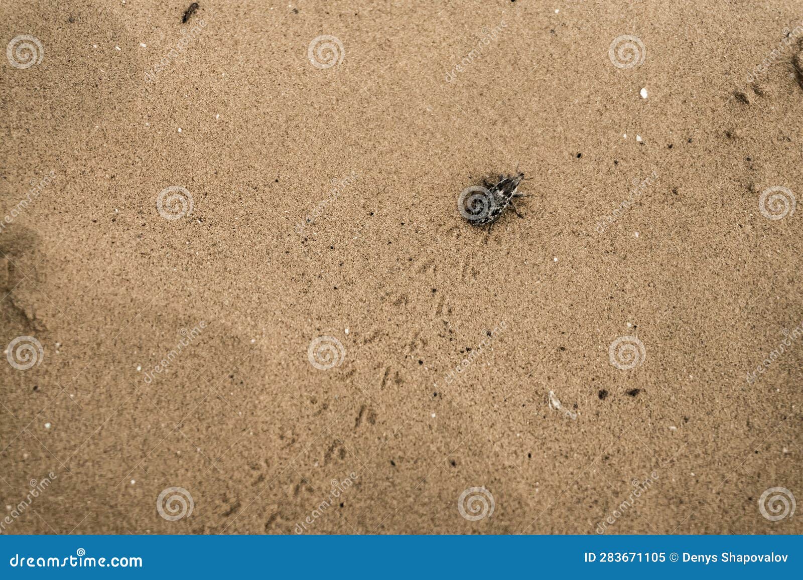 Minimalistic Image of a Beetle Insect in the Desert Crawling on the ...