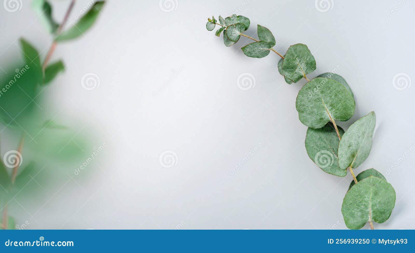 Minimalistic Light Gray Background with Eucalyptus Branches Top View ...