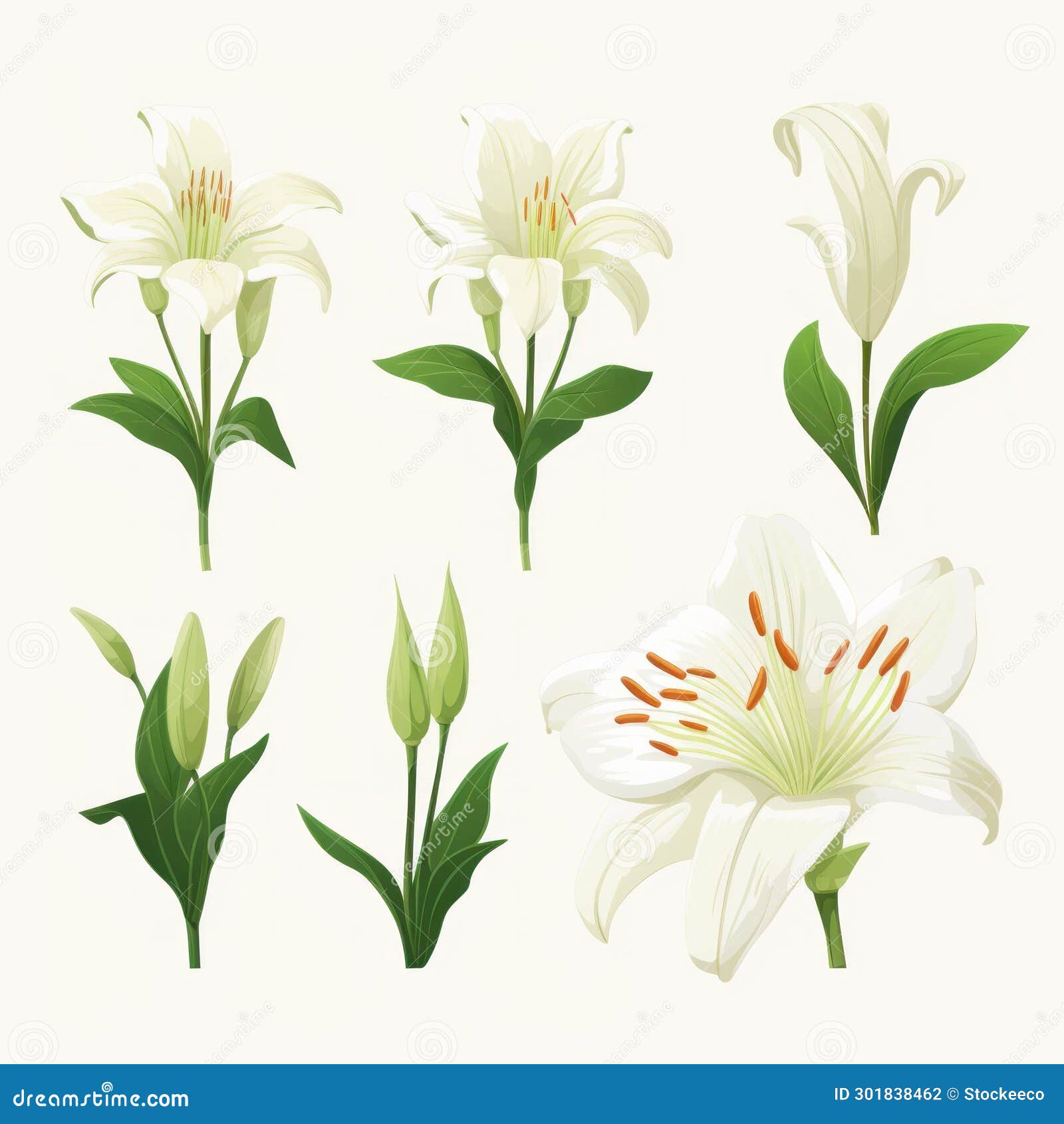 Minimalistic Lily Vector Graphic In Realistic Color Palette Royalty ...