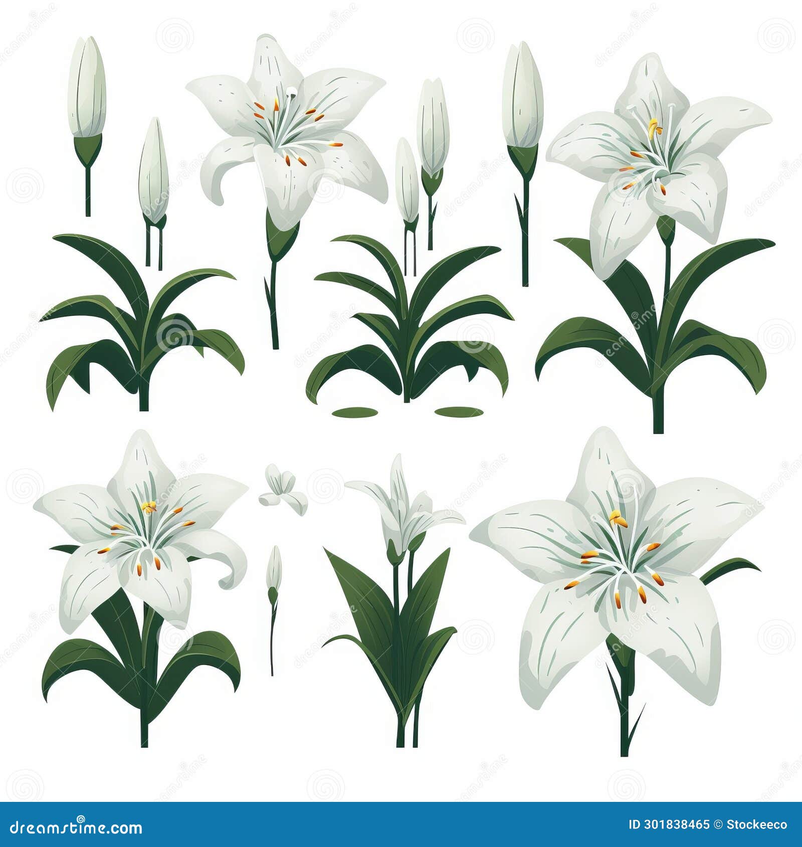 Minimalistic Lily Set: Vector Svg Flat Animation Asset Stock ...