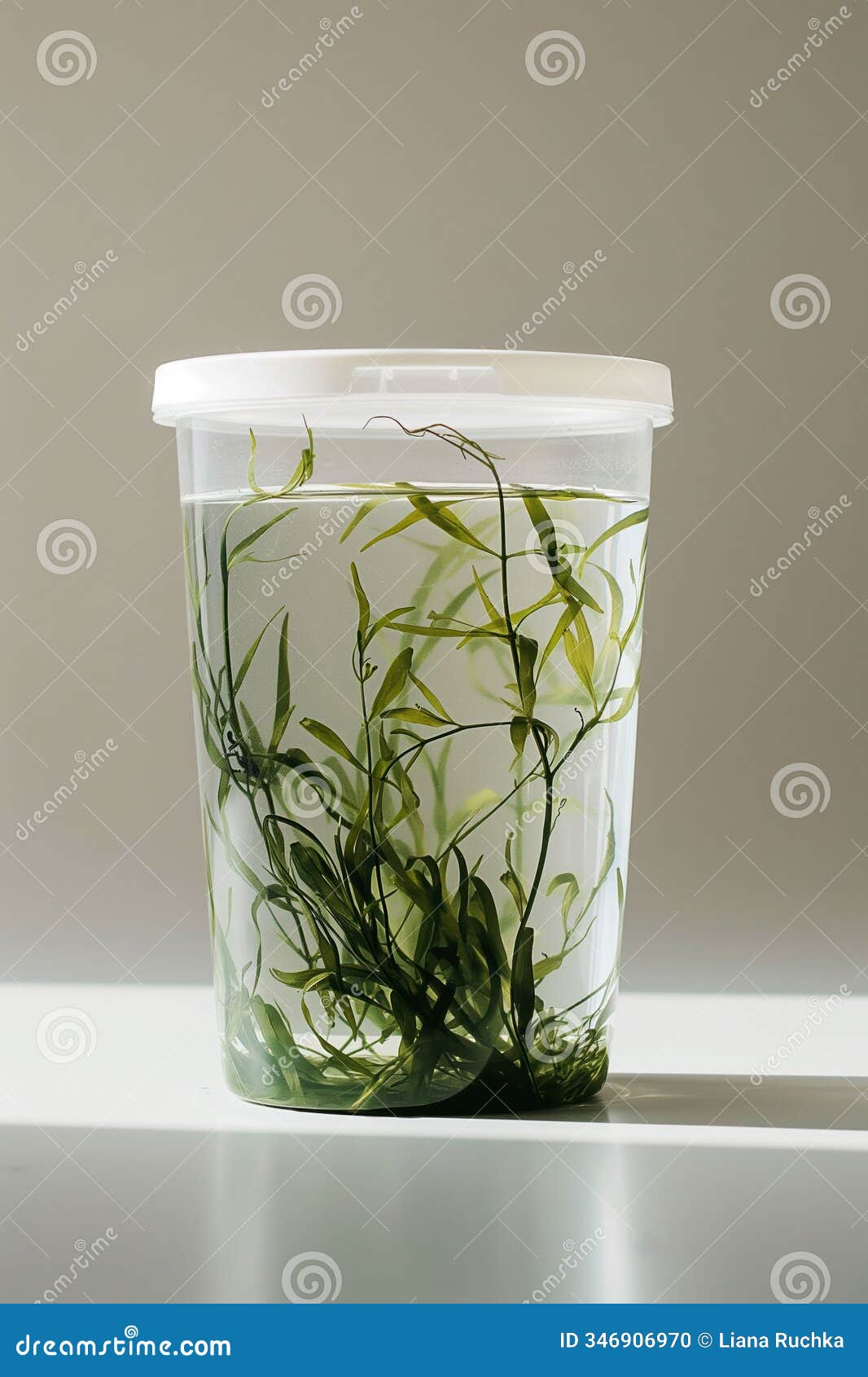 Minimalistic Seaweed-based Packaging with Biodegradable Container on ...