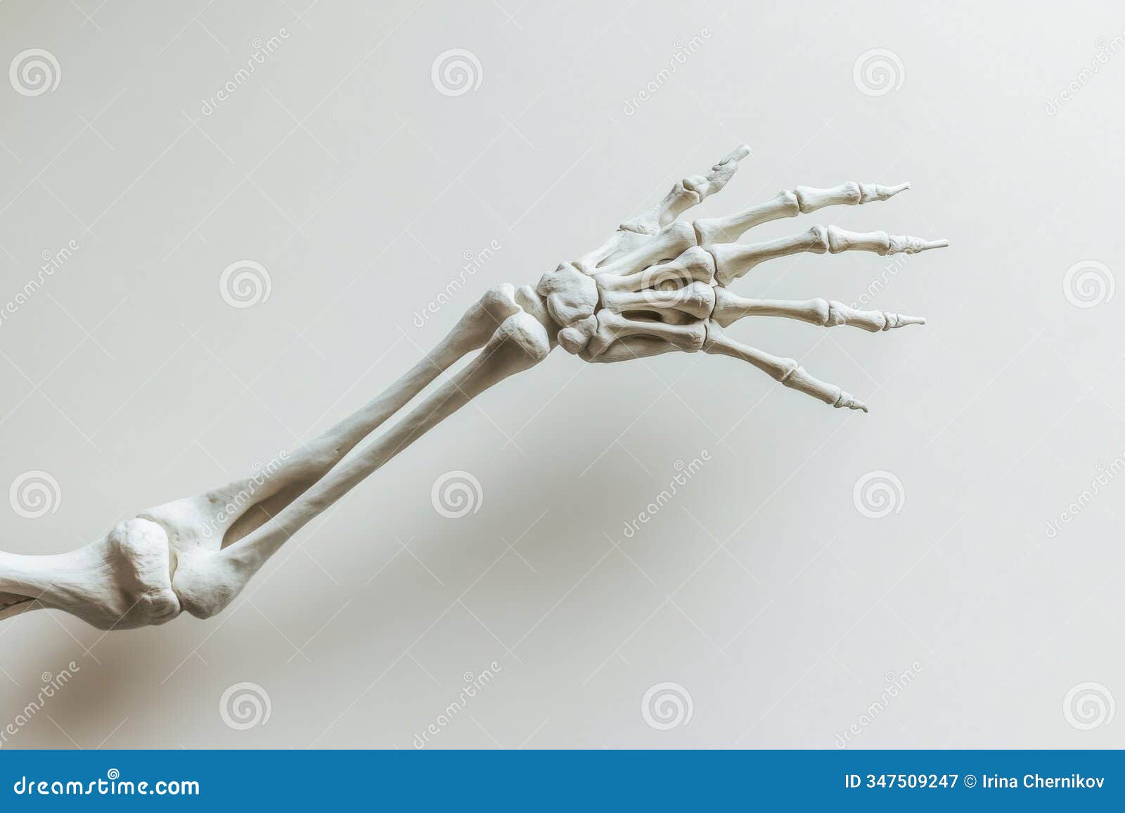 Minimalistic Skeletal Hand Display for Anatomy Concepts and Educational ...