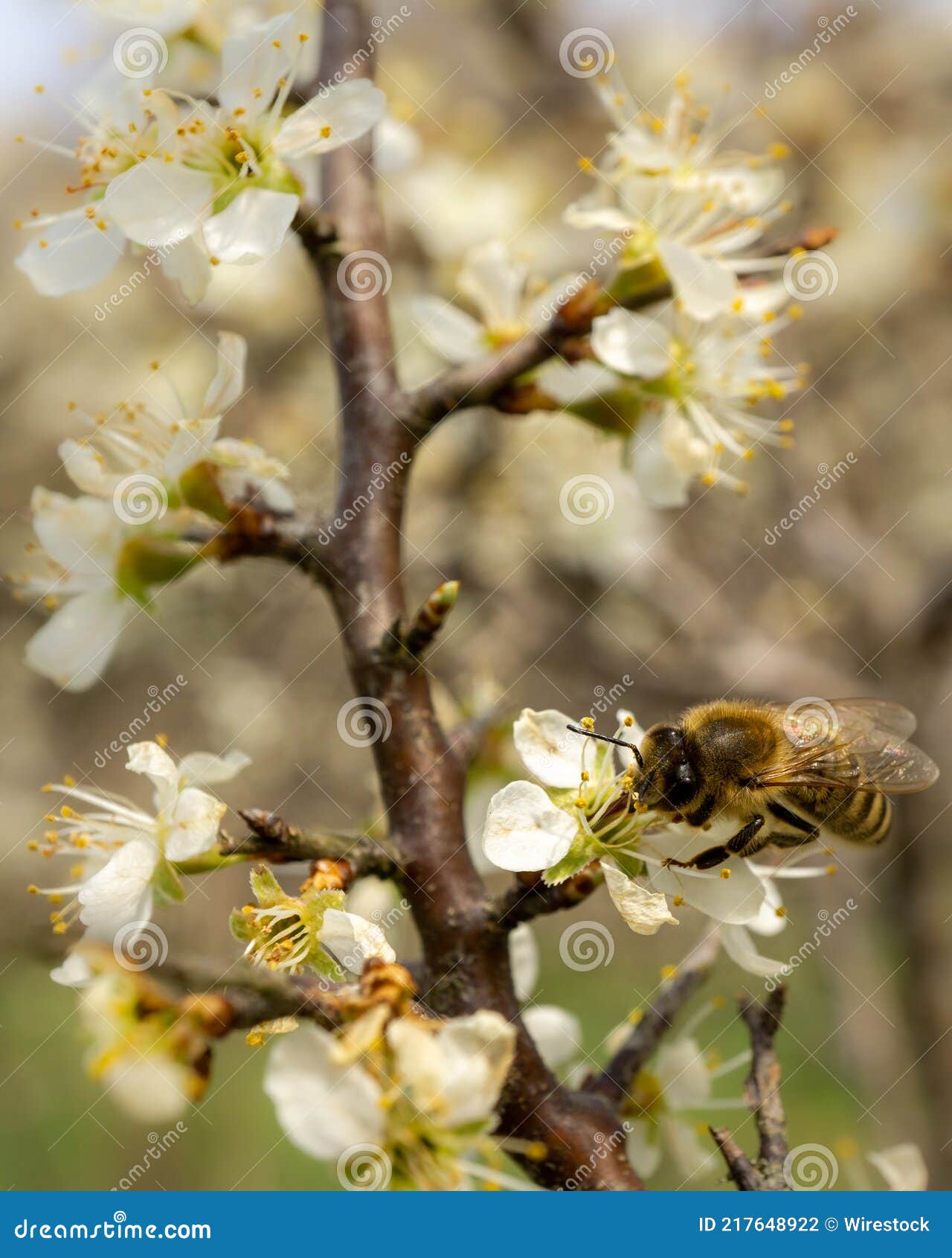 Mining Bee Andrena on a Blooming Tree Bran in a Garden Stock Photo ...