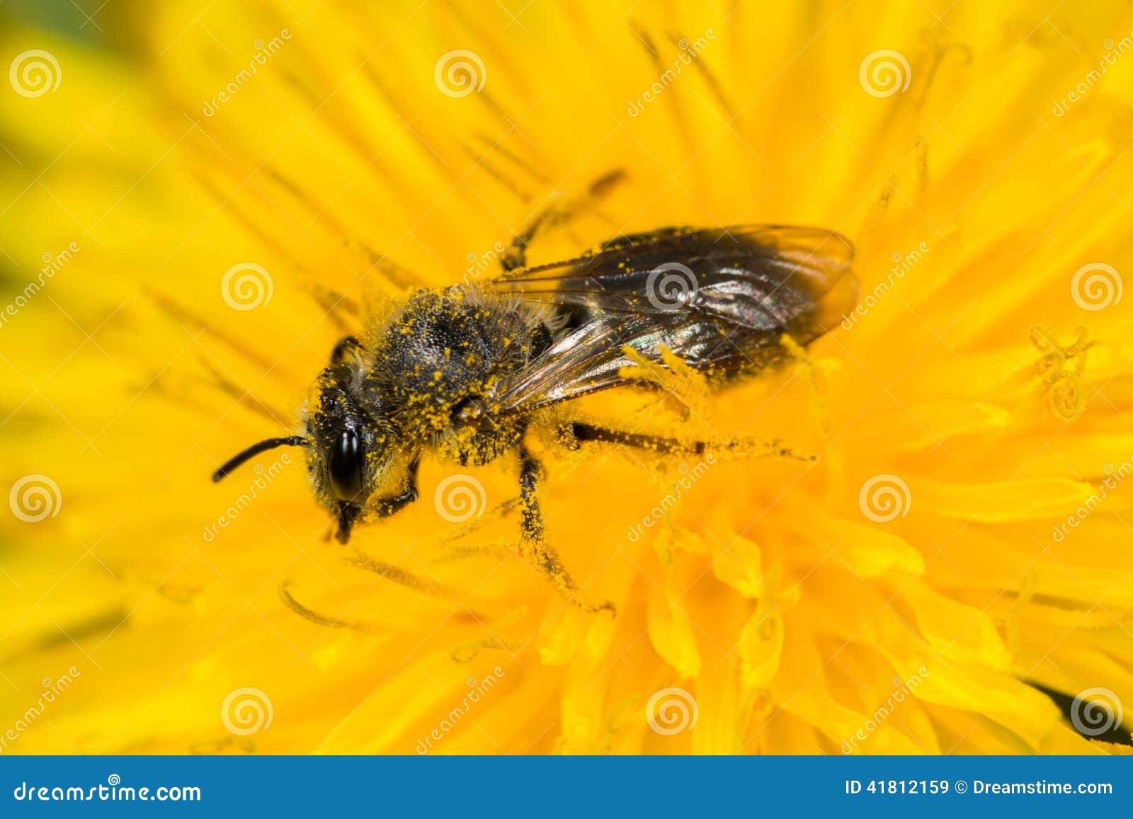 Mining Bee (Andrena sp.) stock image. Image of macro - 41812159