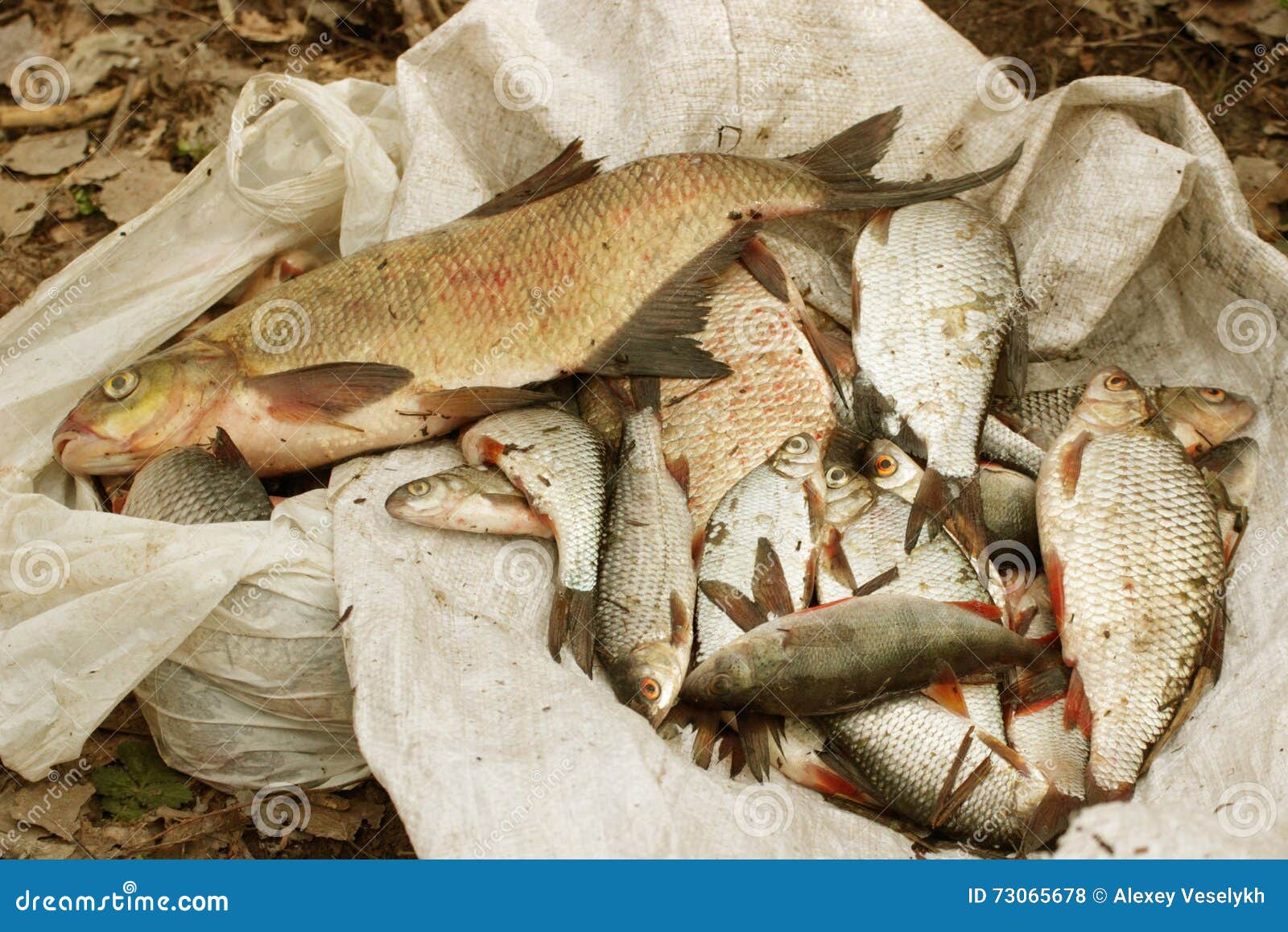 Mining of the fisherman stock photo. Image of traditional - 73065678