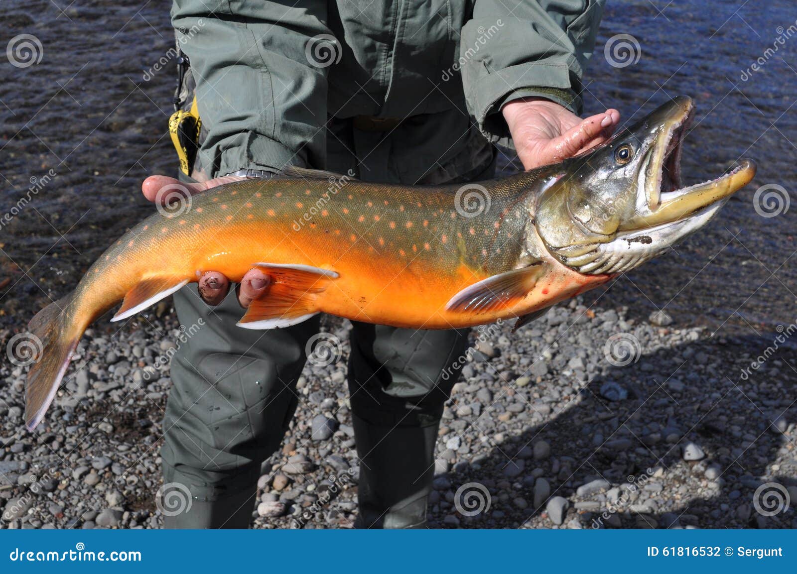 Mining Fishing - Arctic Char. Stock Photo - Image of stream, speckled ...