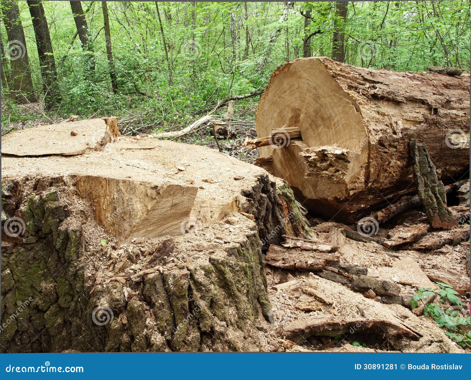 Mining in forest stock image. Image of forestry, landscape - 30891281