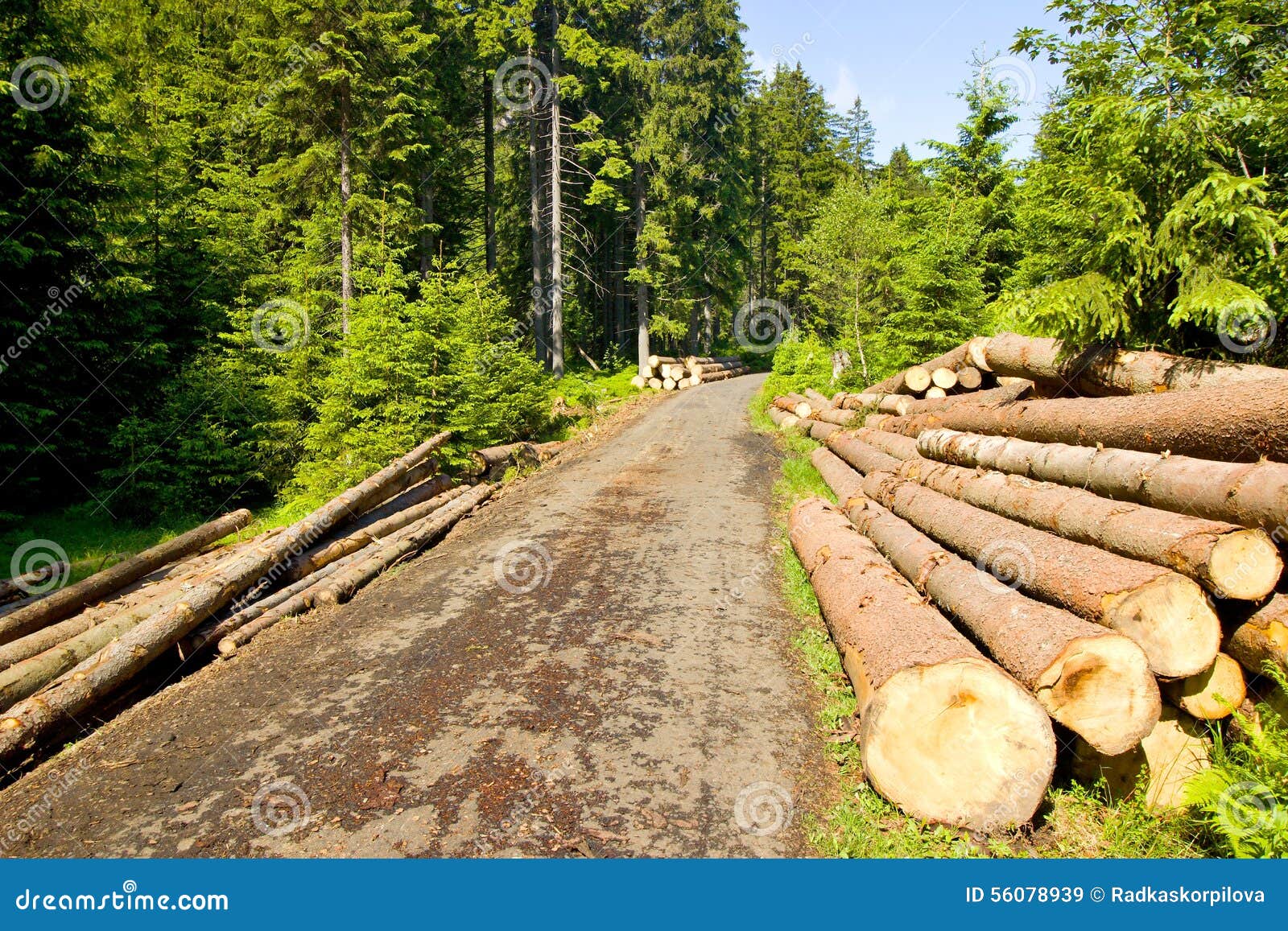 Mining in forest stock image. Image of forest, path, forestry - 56078939