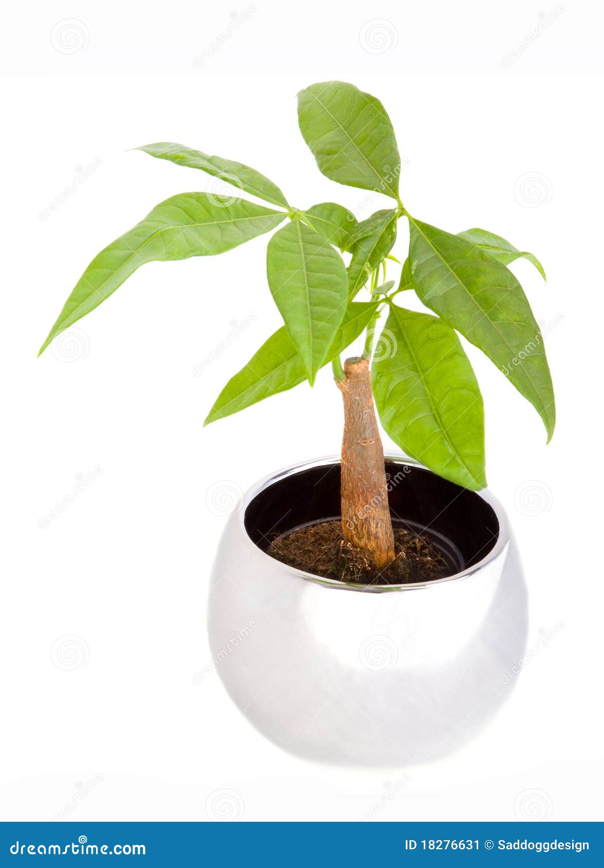 Minipalme stockbild. Bild von glänzend, studio, mini - 18276631