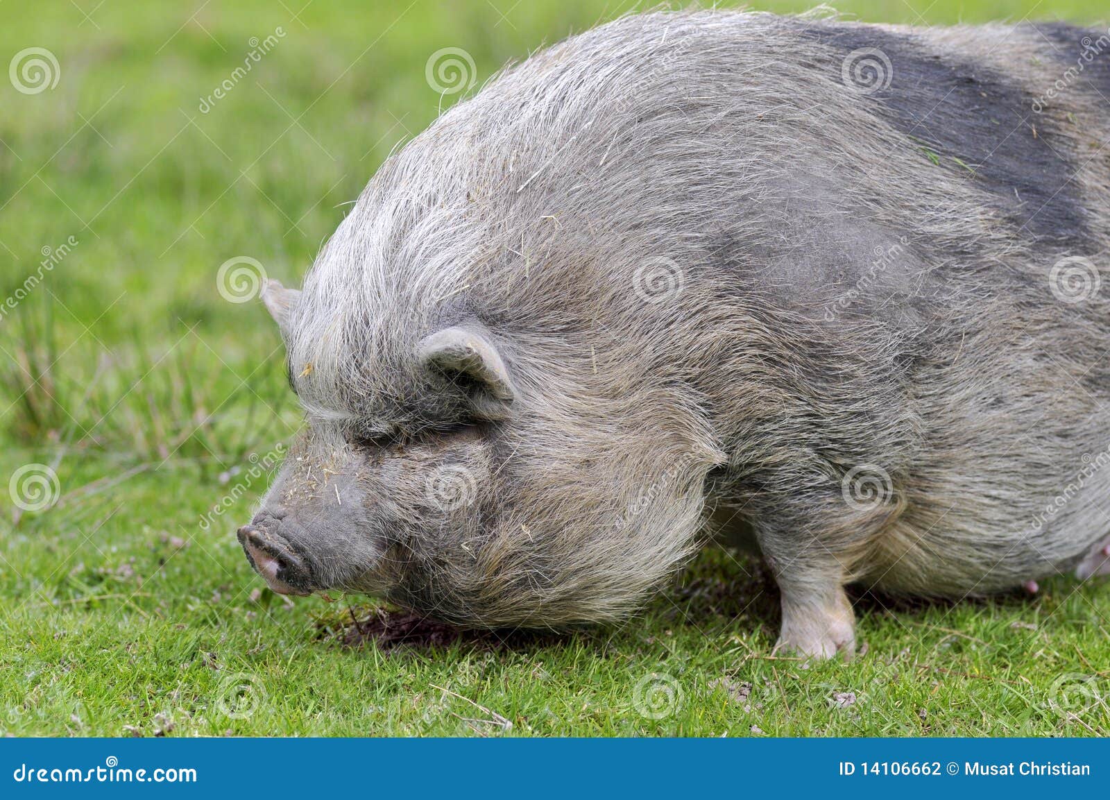 Minipig stock photo. Image of omnivore, domestic, mammal - 14106662