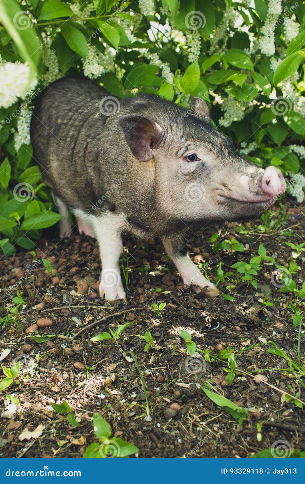Minipig and the Bird-cherry Tree Stock Photo - Image of birdcherry ...