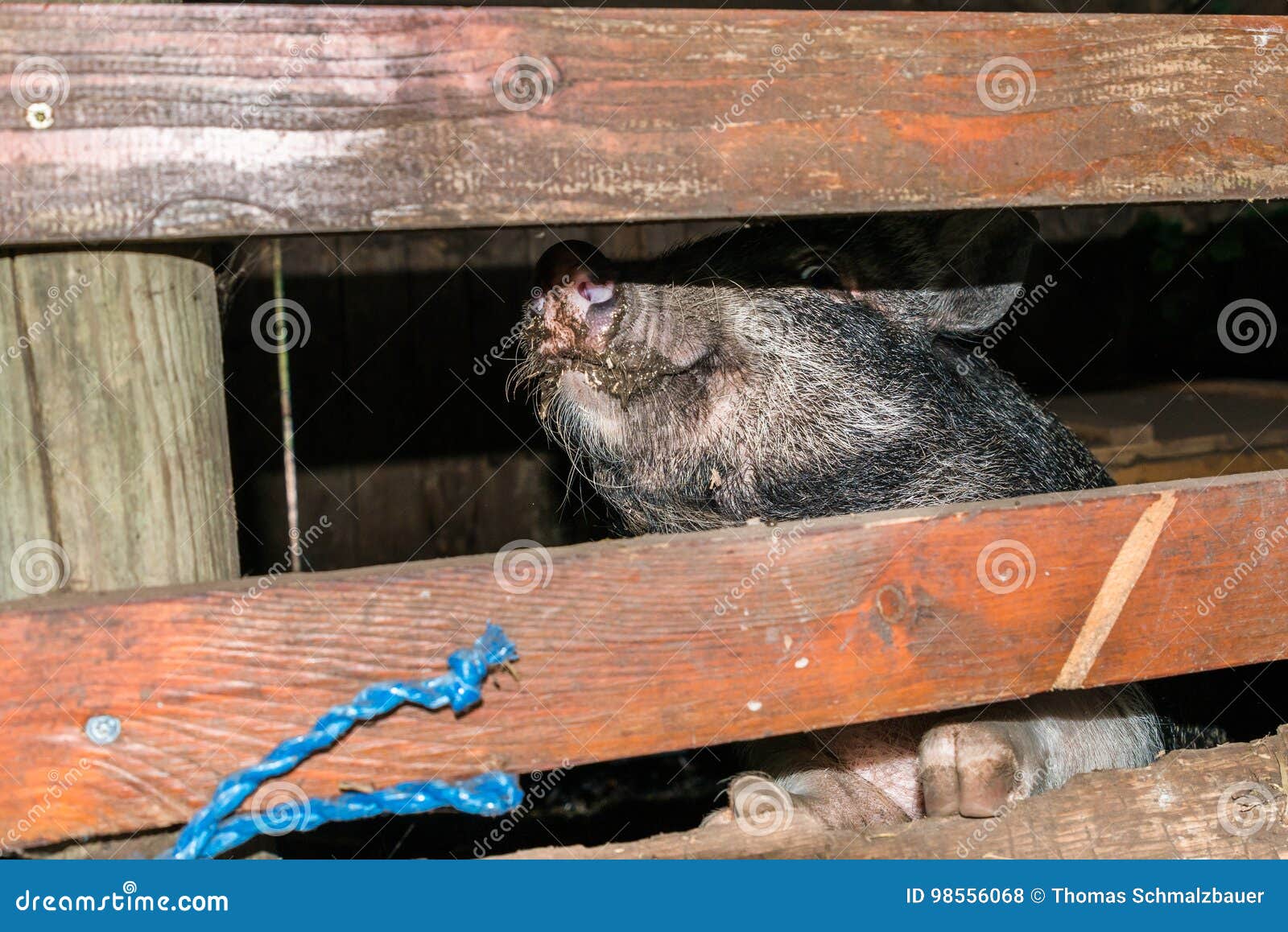 Minipig in a old hog house stock photo. Image of minipig - 98556068