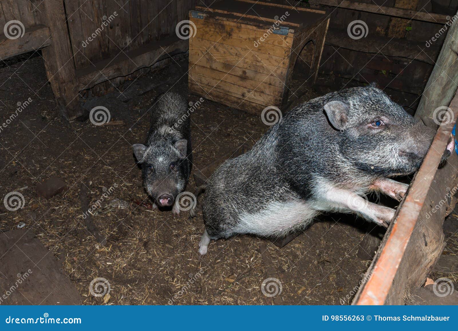 Minipig in a old hog house stock image. Image of muzzle - 98556263