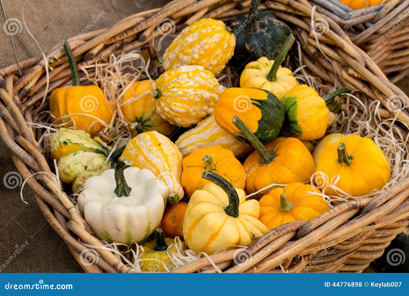 Minipompoenen En Pompoen in Emmer Op Wit Stock Foto - Image of mini ...