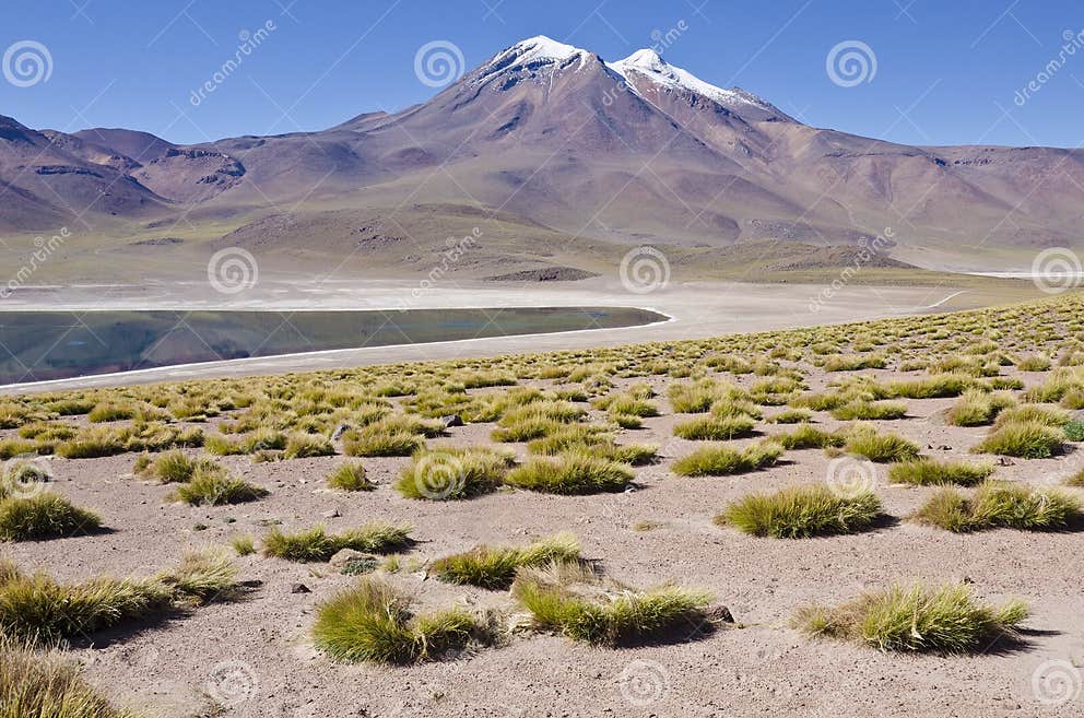 Miniques in Altiplano Chile Stock Photo - Image of blue, andes: 24410770