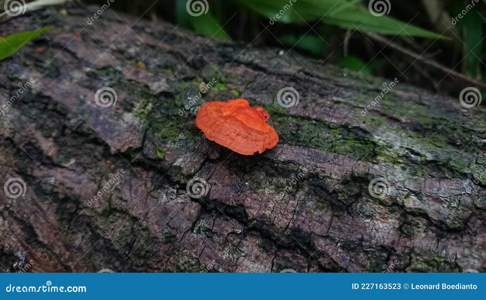 Two Miniscule Tree Frogs Cohabiting A Leaf Stock Image | CartoonDealer ...