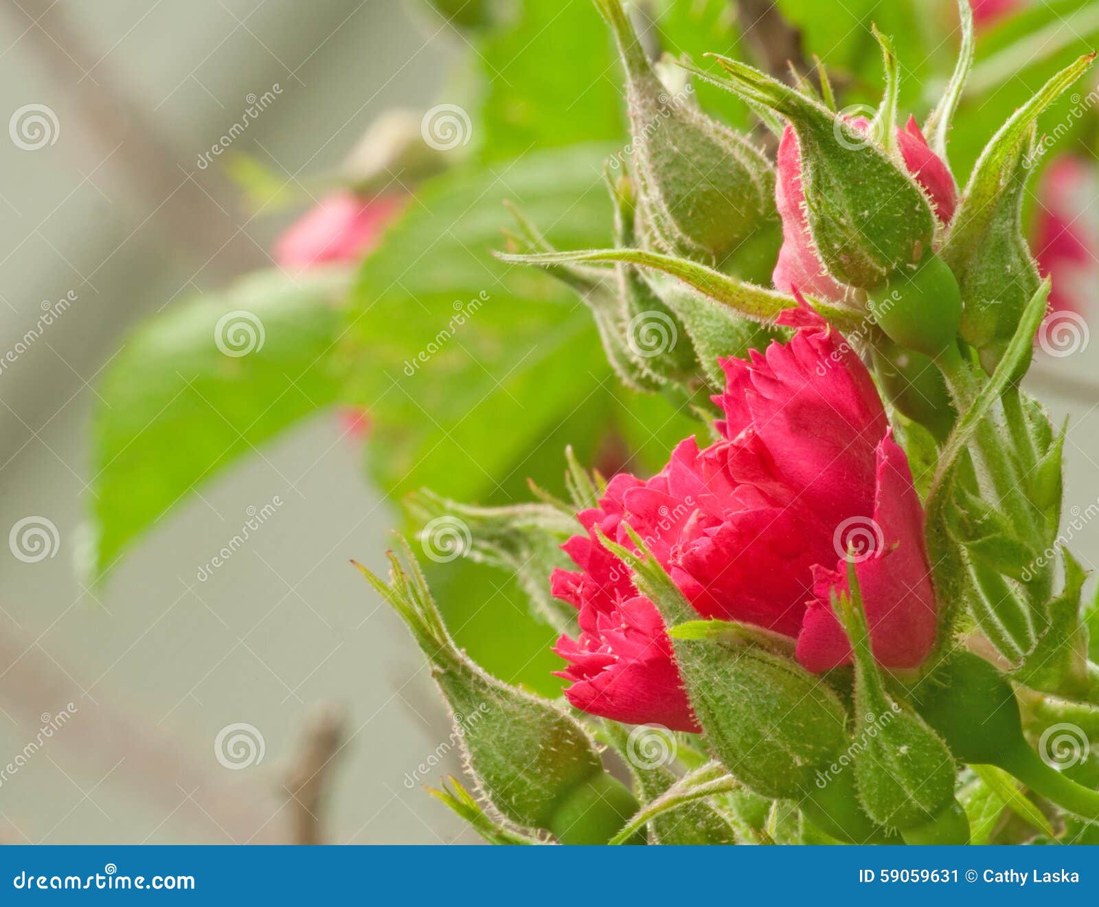 MINITURE HET ROOD NAM TOE stock afbeelding. Image of bladeren - 59059631
