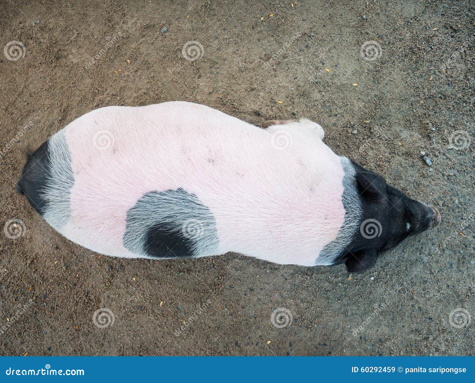 Miniture pig stock image. Image of miniture, pork, dirty - 60292459