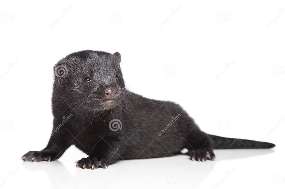 Mink (1 month) stock image. Image of studio, mammals - 20607739