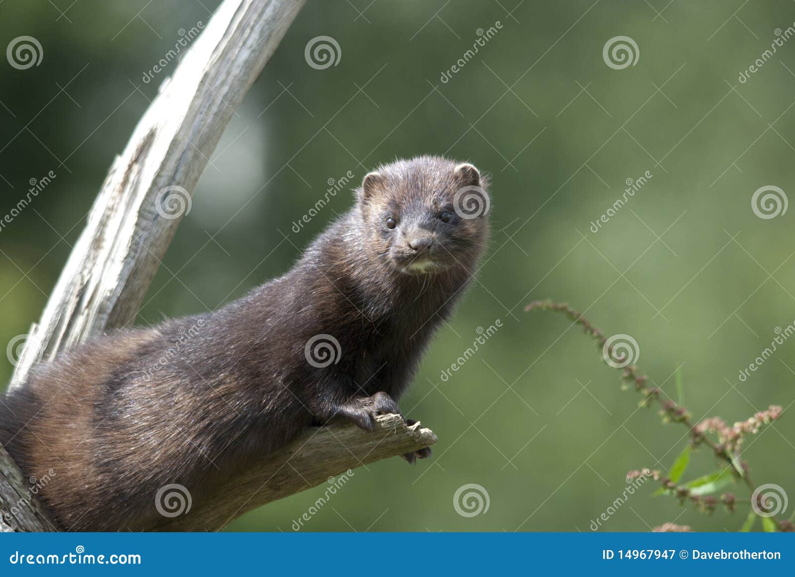 Mink stock image. Image of american, grey, rest, brown - 14967947