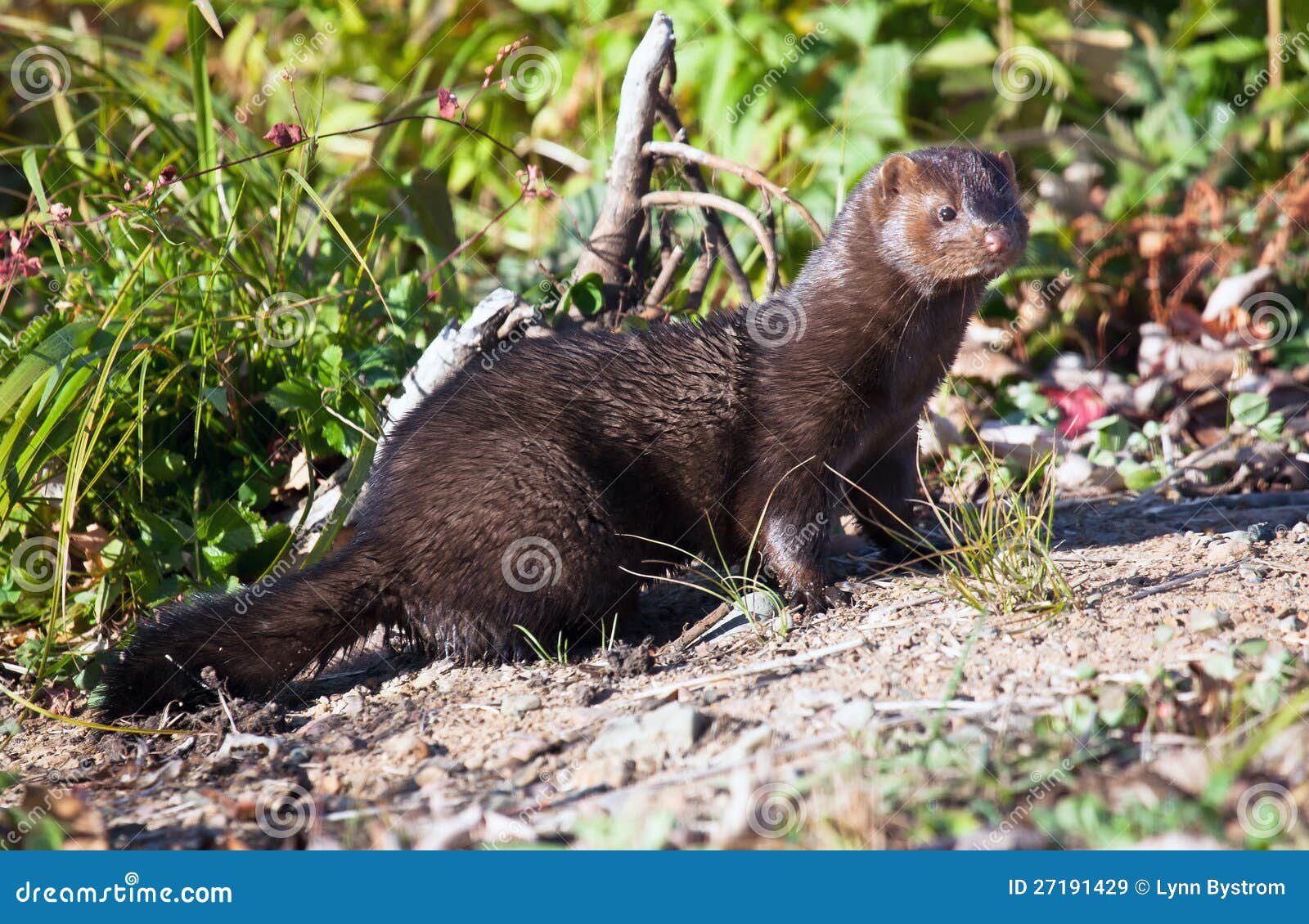 Mink stock image. Image of weasel, mink, outdoors, autumn - 27191429