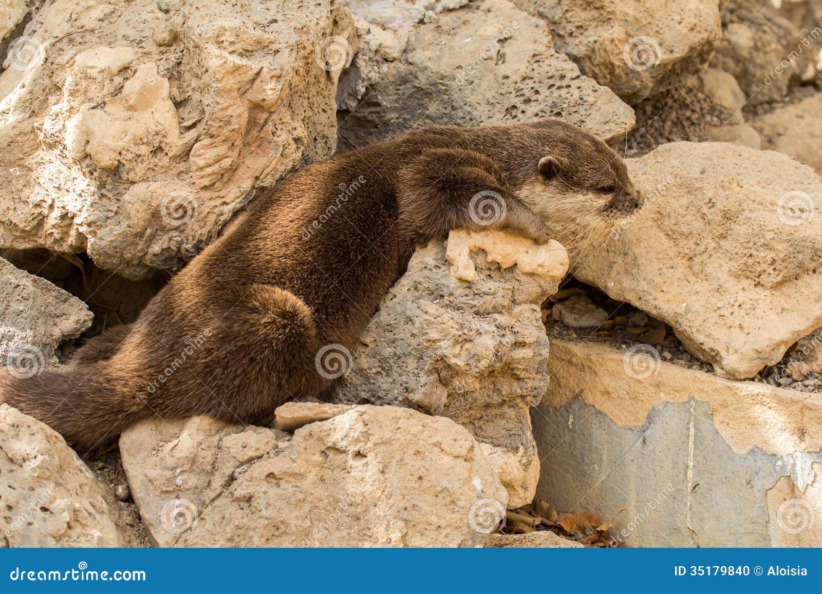 Mink stock photo. Image of european, species, valuable - 35179840